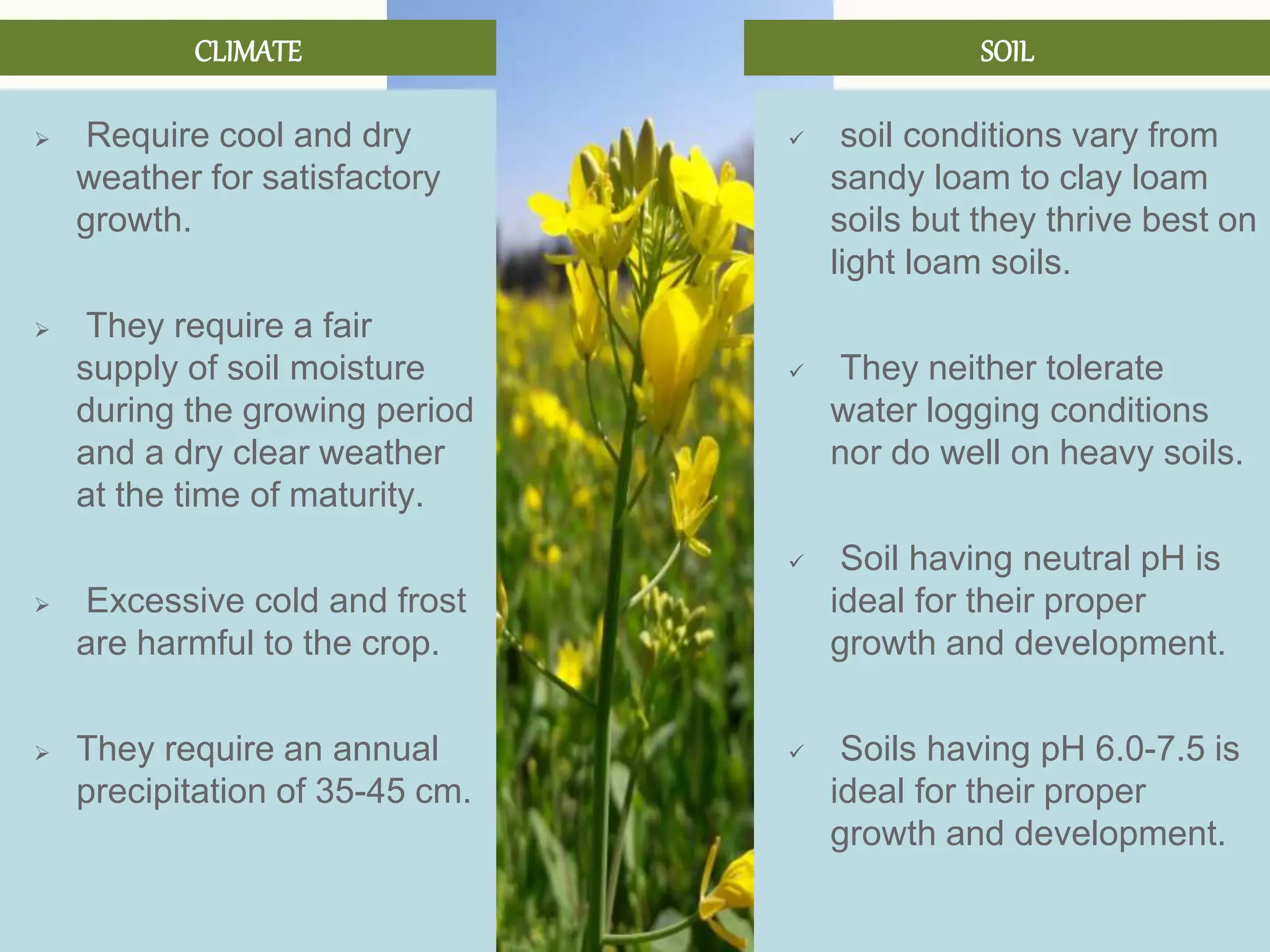 Rapeseed & Mustard ppt by Haseena Shabnam | PPTX