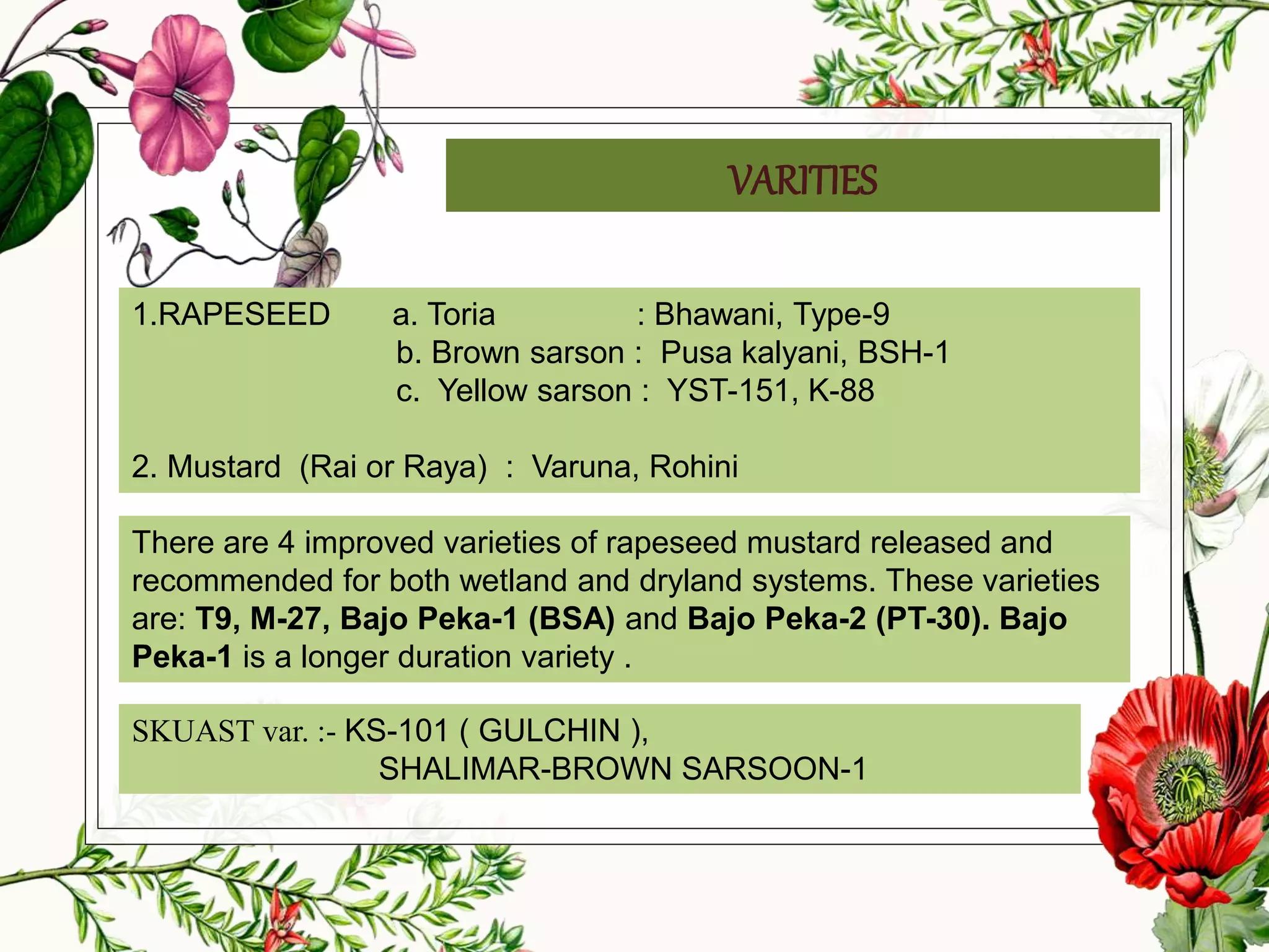 Rapeseed & Mustard ppt by Haseena Shabnam | PPTX