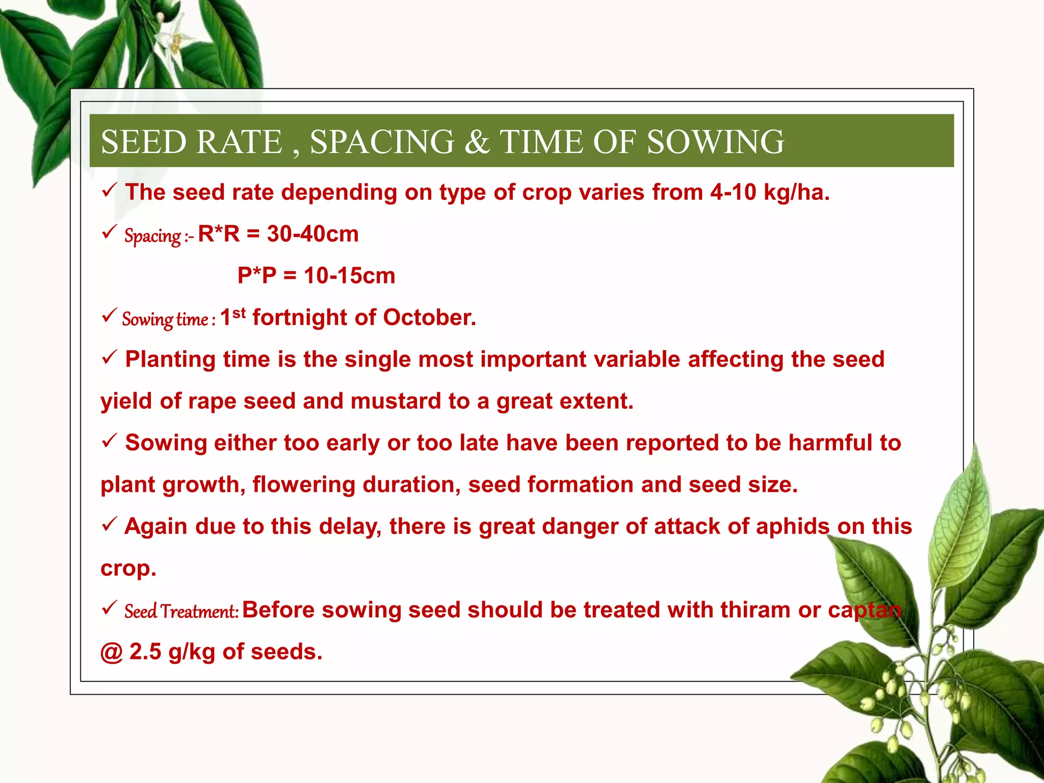 Rapeseed & Mustard ppt by Haseena Shabnam | PPTX