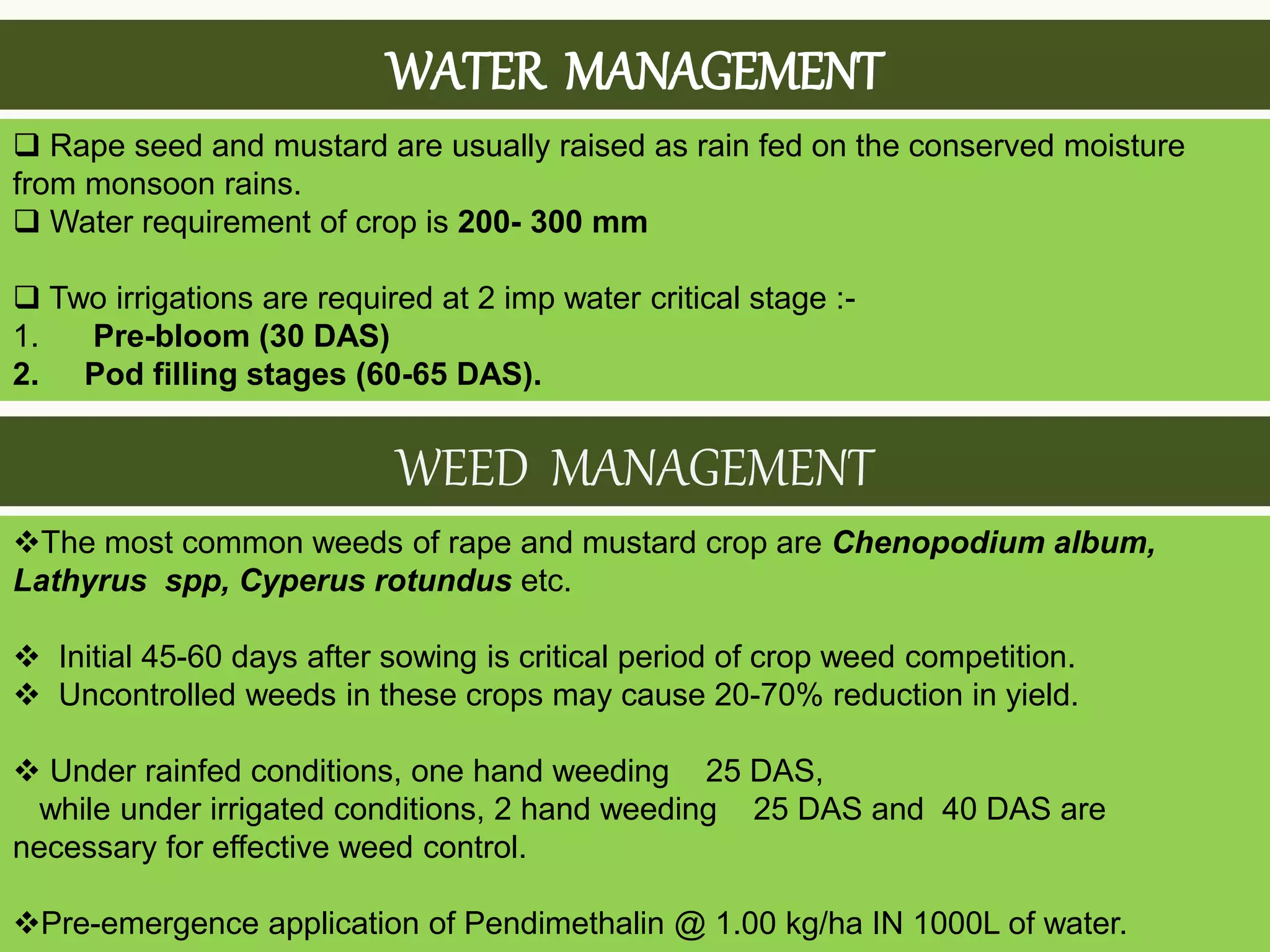 Rapeseed & Mustard ppt by Haseena Shabnam | PPTX