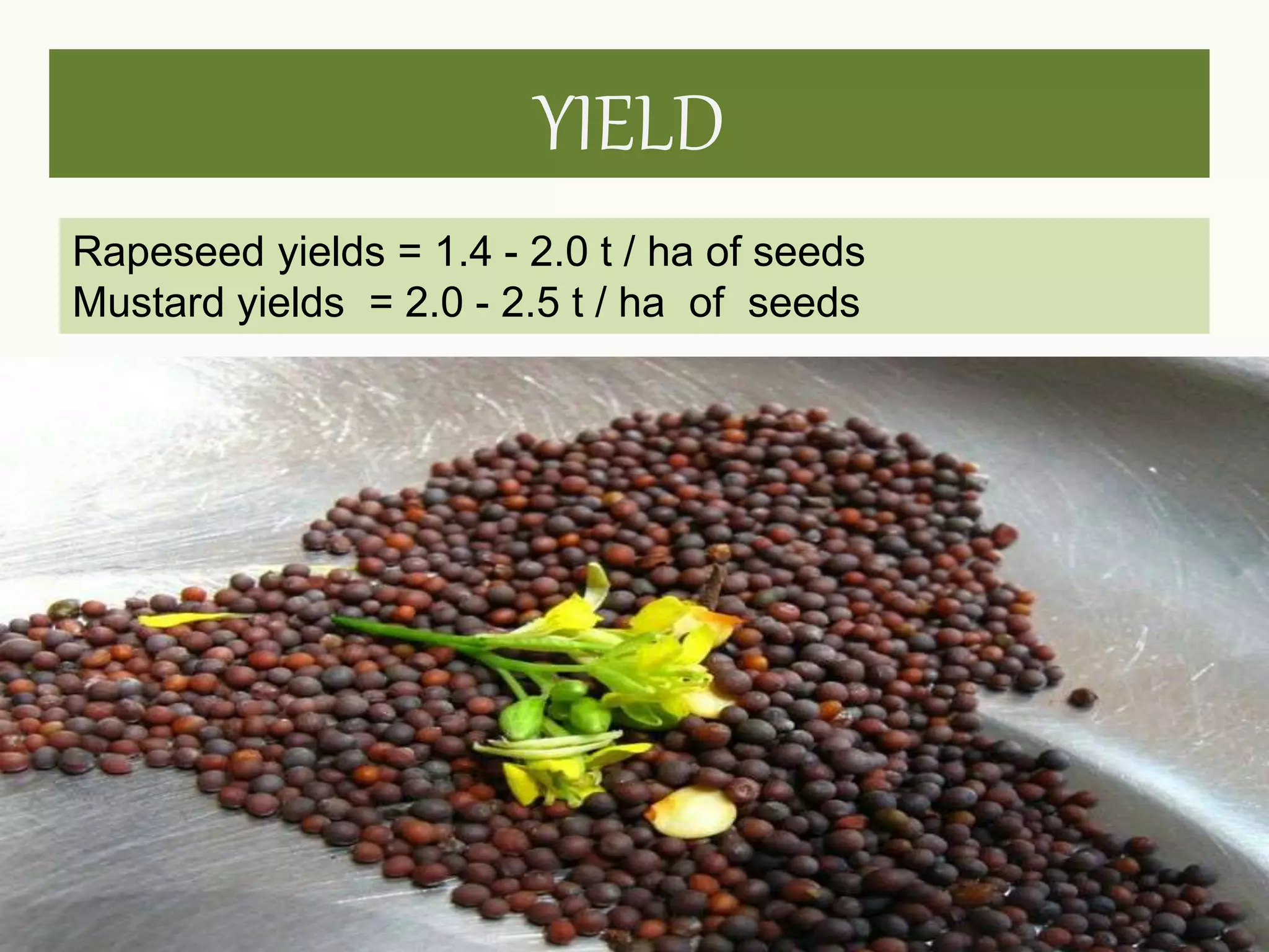 Rapeseed & Mustard ppt by Haseena Shabnam | PPTX