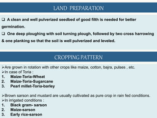 Rapeseed & Mustard ppt by Haseena Shabnam | PPTX