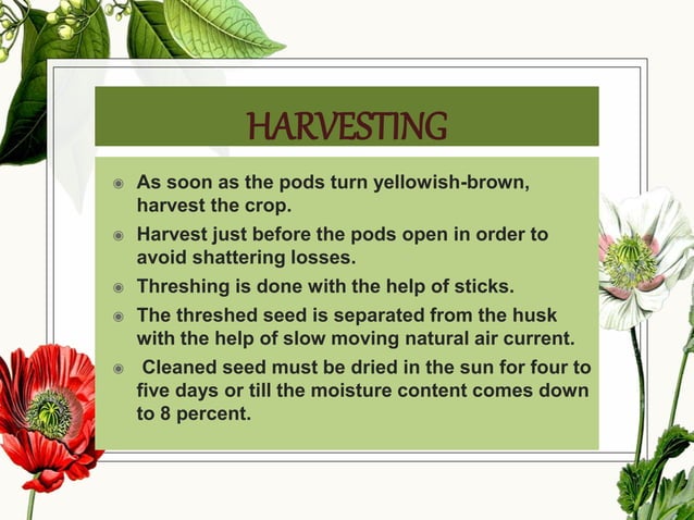 Rapeseed & Mustard ppt by Haseena Shabnam | PPTX | Agriculture | Industries