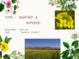 Rapeseed & Mustard ppt by Haseena Shabnam | PPTX