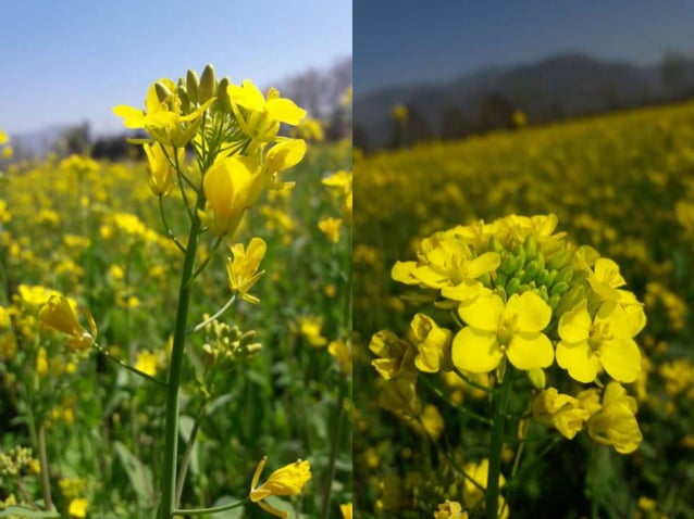 Rapeseed & Mustard ppt by Haseena Shabnam | PPTX | Agriculture | Industries