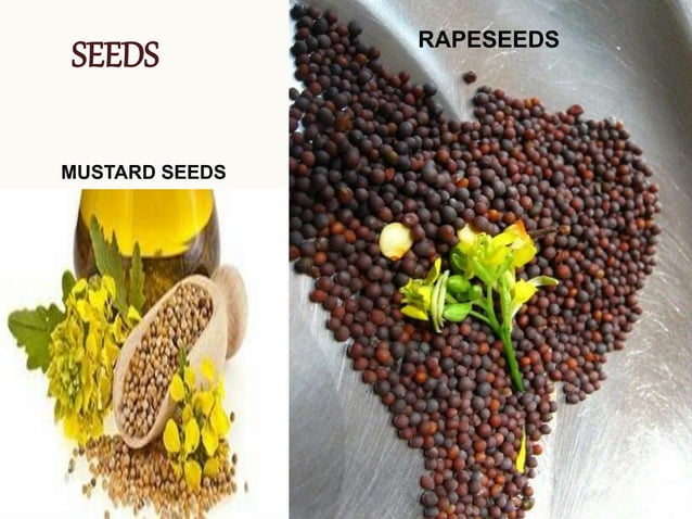 Rapeseed & Mustard ppt by Haseena Shabnam | PPT