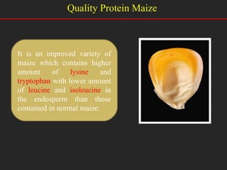 Rapid improvement of quality protein maize | PPT
