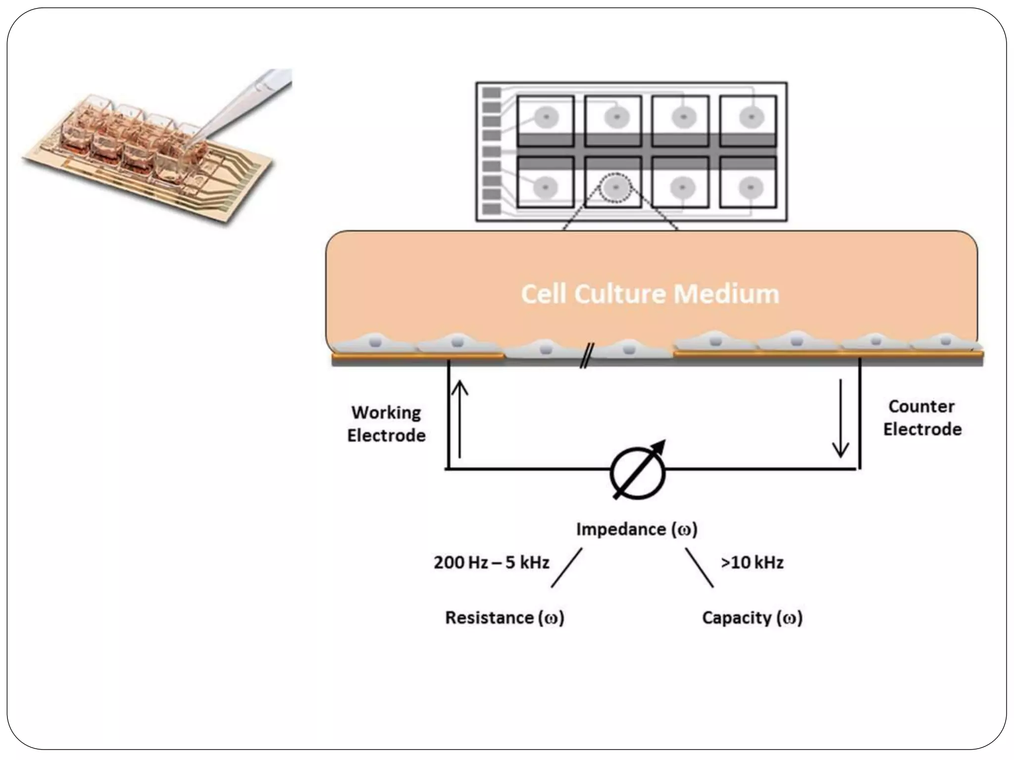 Rapid methods of detection of food borne pathogens | PPTX