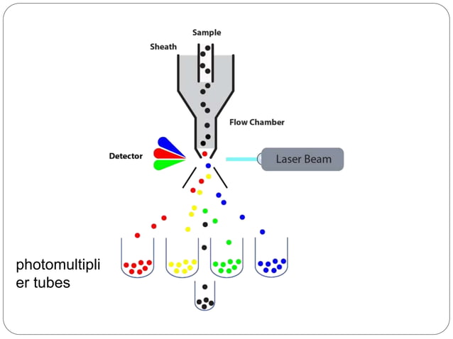 Rapid methods of detection of food borne pathogens | PPTX | Chemistry ...
