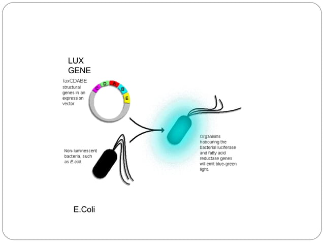 Rapid methods of detection of food borne pathogens | PPTX | Chemistry | Science