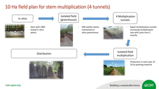 Rapid multiplication systems in the greater Mekong subregion | PDF