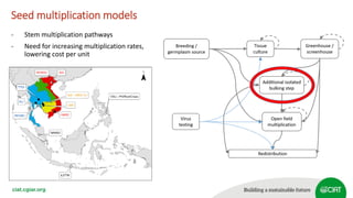 Rapid multiplication systems in the greater Mekong subregion | PDF