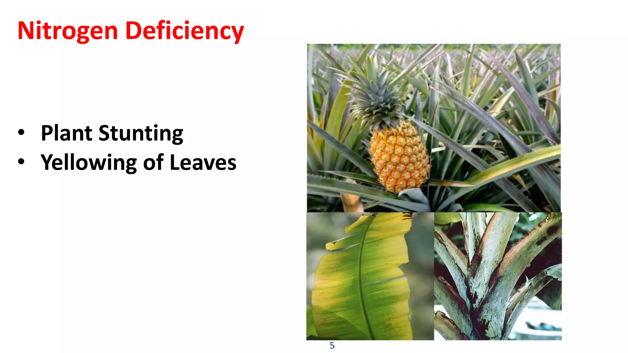 Rapid Nitrogen Determination in Soil and Leaf Sample Using Dumas Method ...