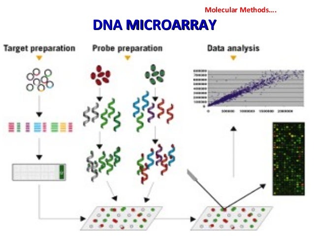 Rapid pathogen detection methods