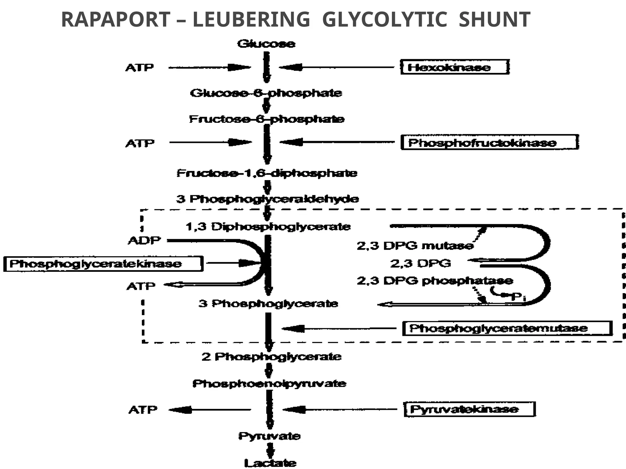 Rapoport Leubering shunt final. pptx -Biochemistry | PPTX