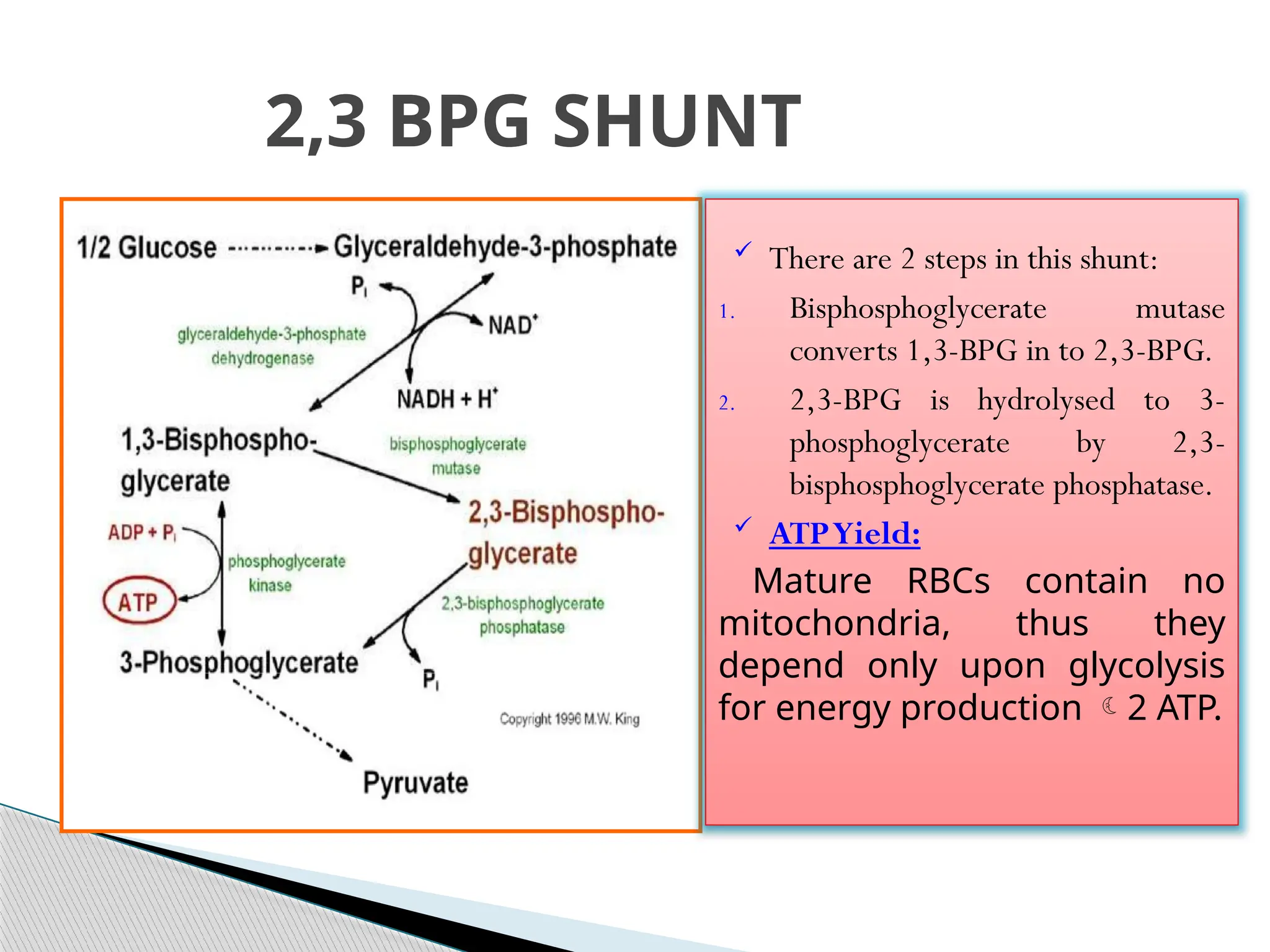 Rapoport Leubering shunt final. pptx -Biochemistry | PPTX