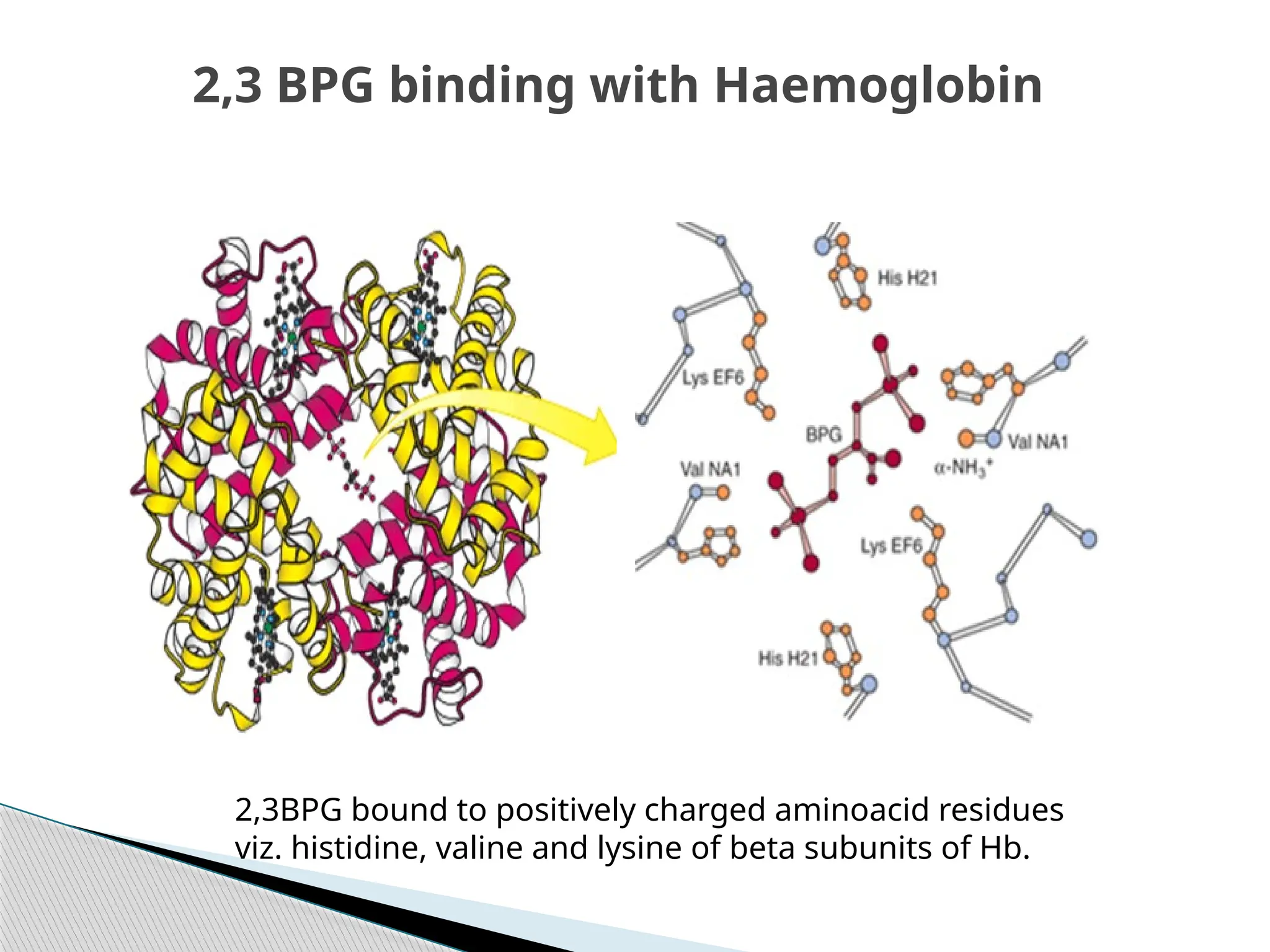 Rapoport Leubering shunt final. pptx -Biochemistry | PPTX