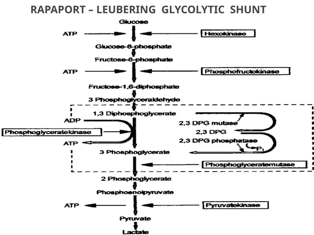 Rapoport Leubering shunt final. pptx -Biochemistry | PPTX