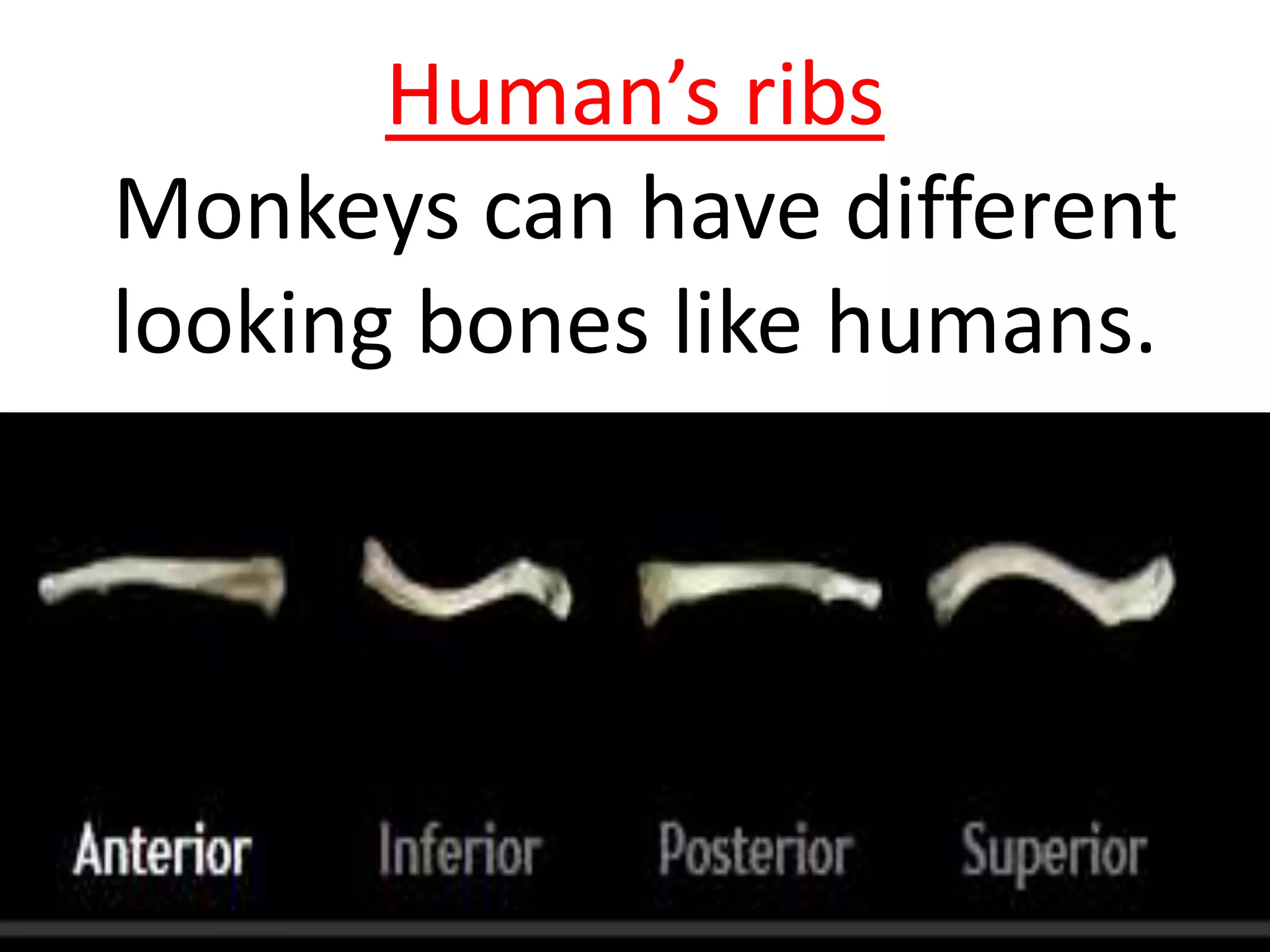 Comparison of Human and Chimpanzee Skeletons | PPTX
