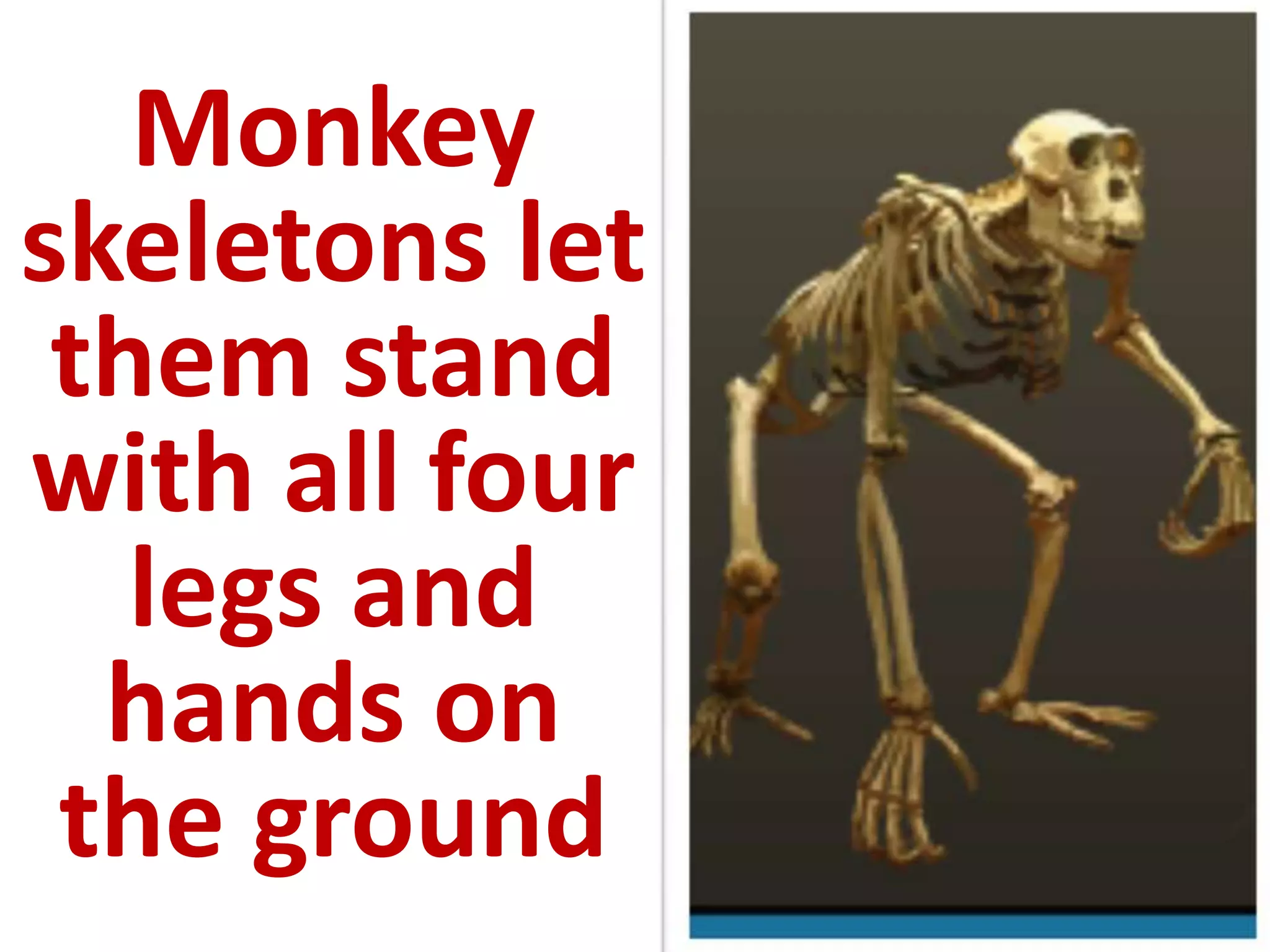 Comparison of Human and Chimpanzee Skeletons | PPTX