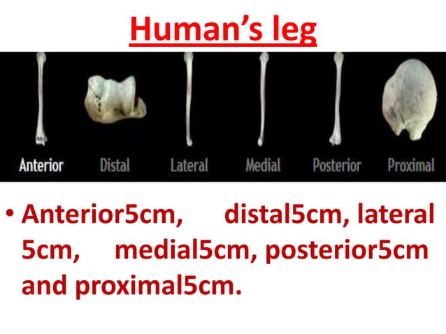 Comparison of Human and Chimpanzee Skeletons | PPTX