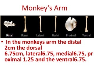 Comparison of Human and Chimpanzee Skeletons | PPTX