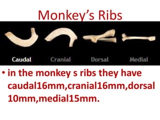 Comparison of Human and Chimpanzee Skeletons | PPT