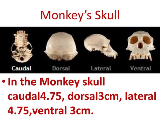 Comparison of Human and Chimpanzee Skeletons | PPTX