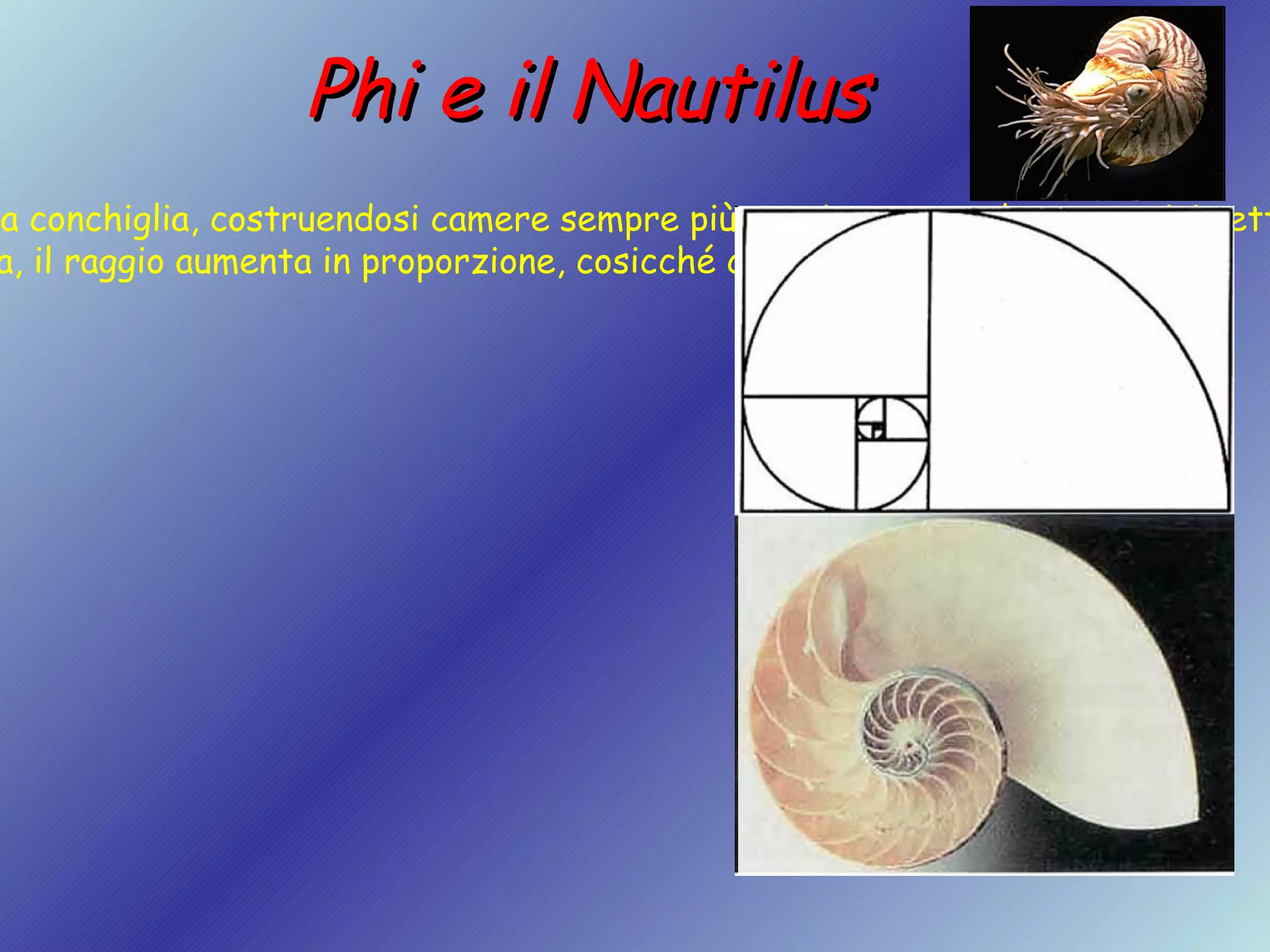 Il rapporto aureo in arte, storia e natura | ODP | Fine Art