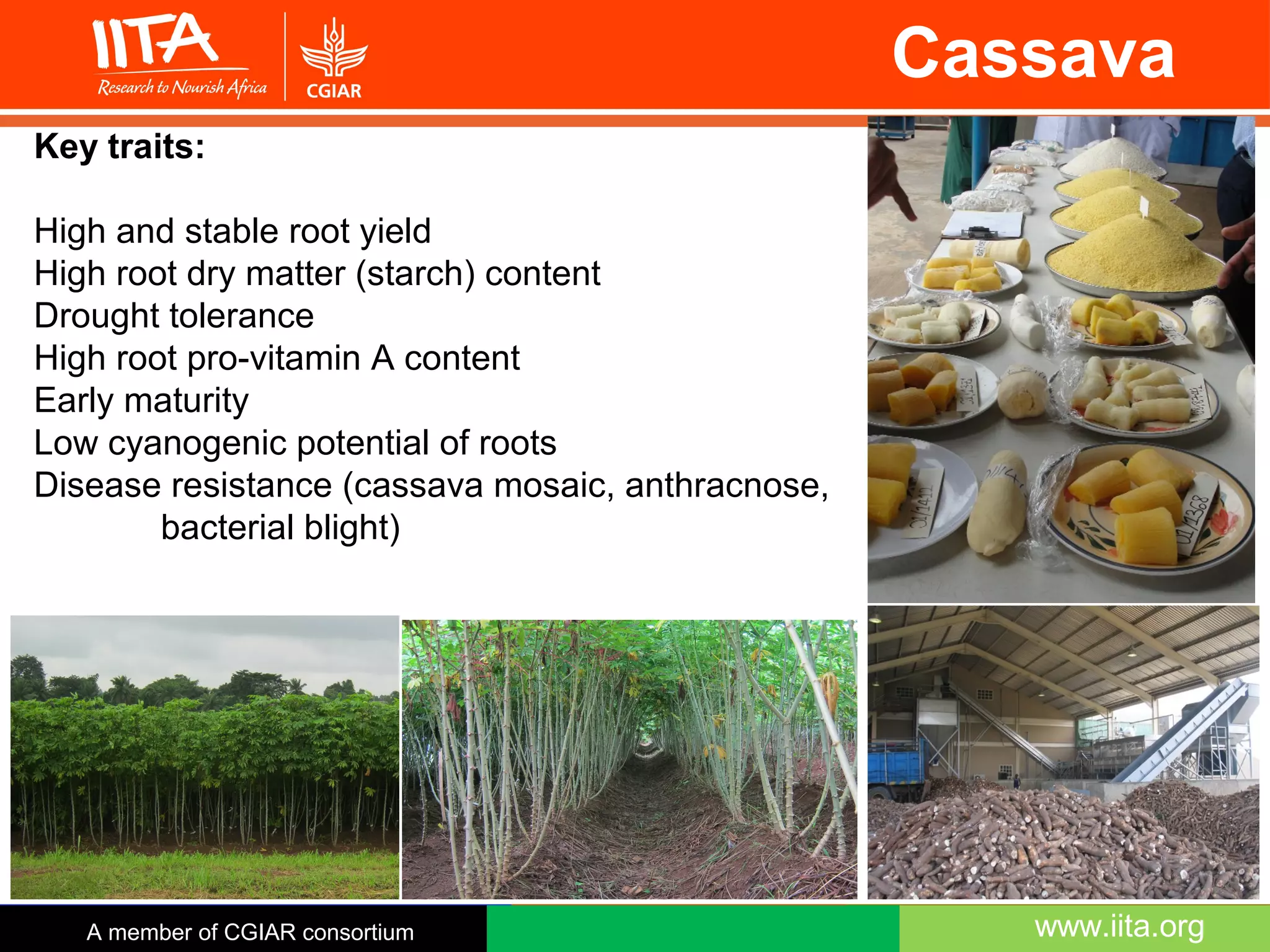 Breeding Staple Crops | PPT