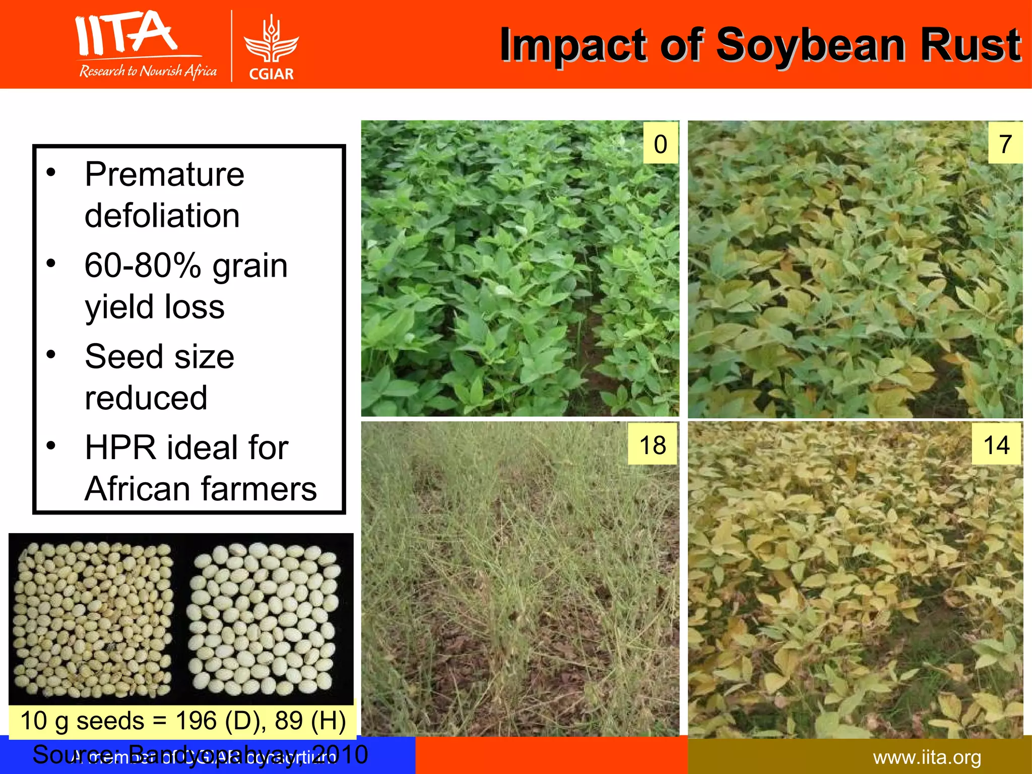Breeding Staple Crops | PPT