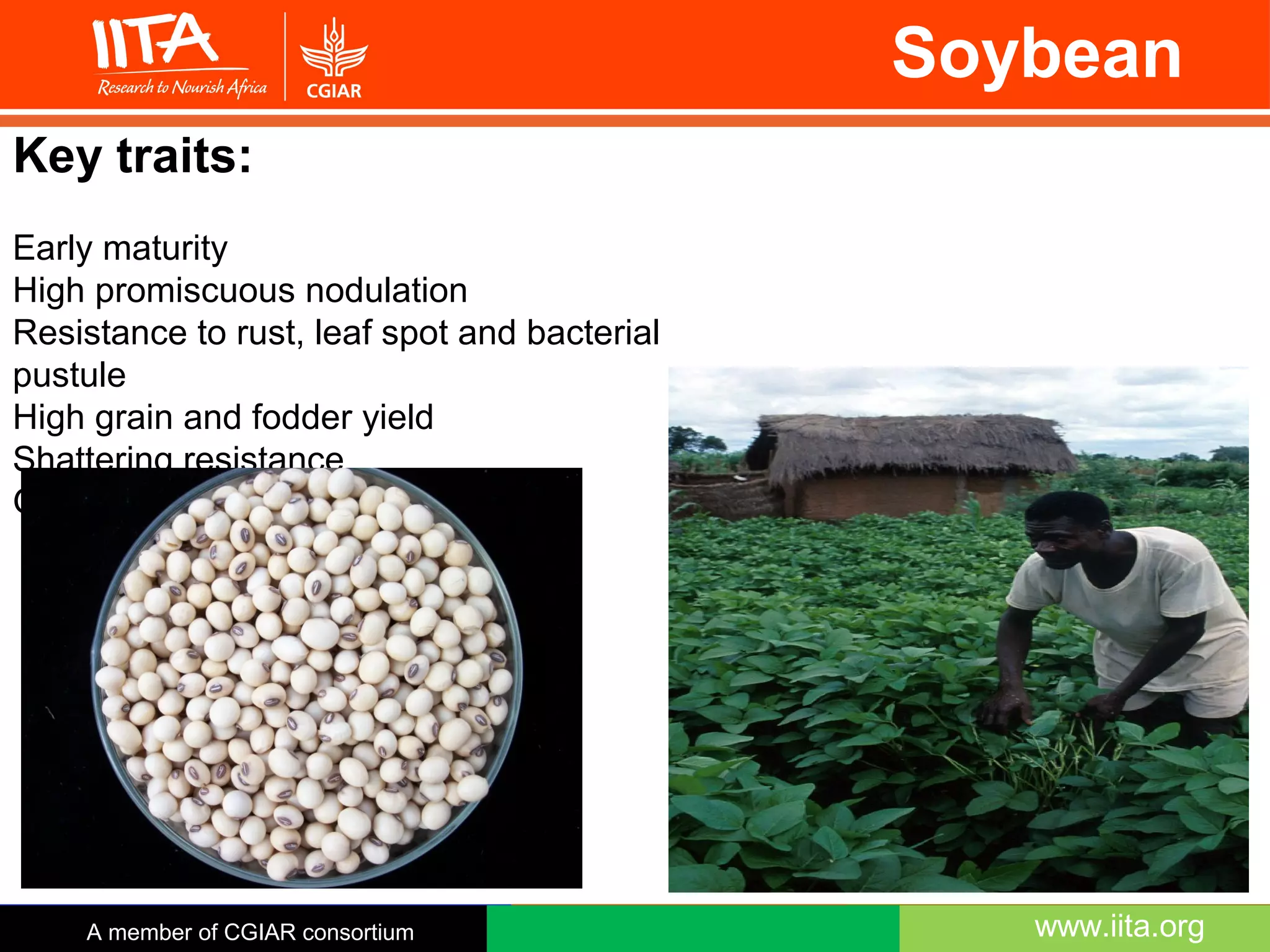 Breeding Staple Crops | PPT