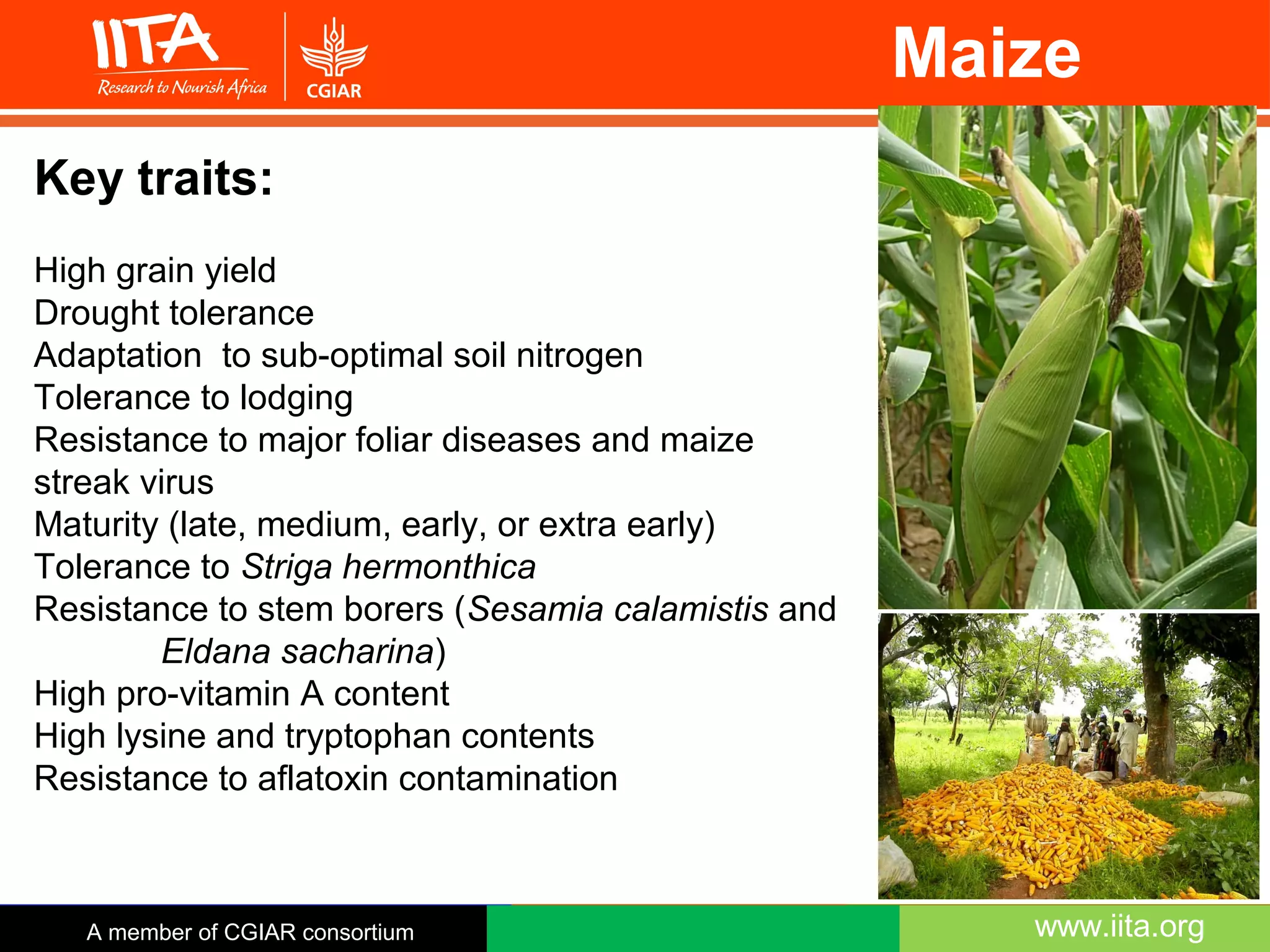 Breeding Staple Crops | PPT