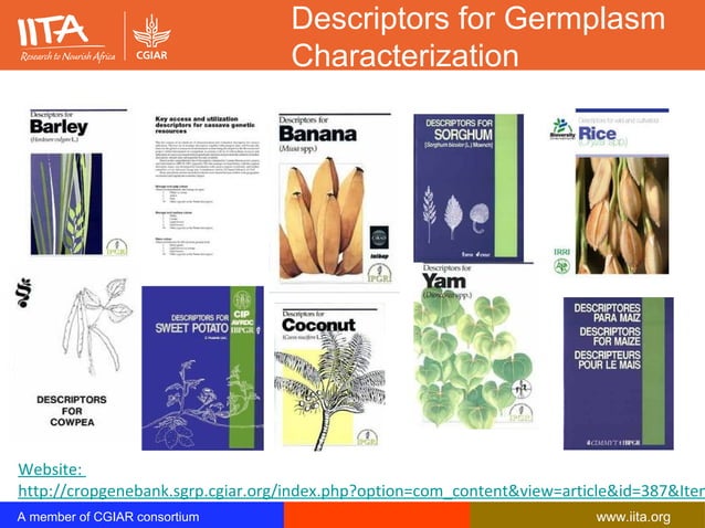 Breeding Staple Crops | PPT | Agriculture | Industries