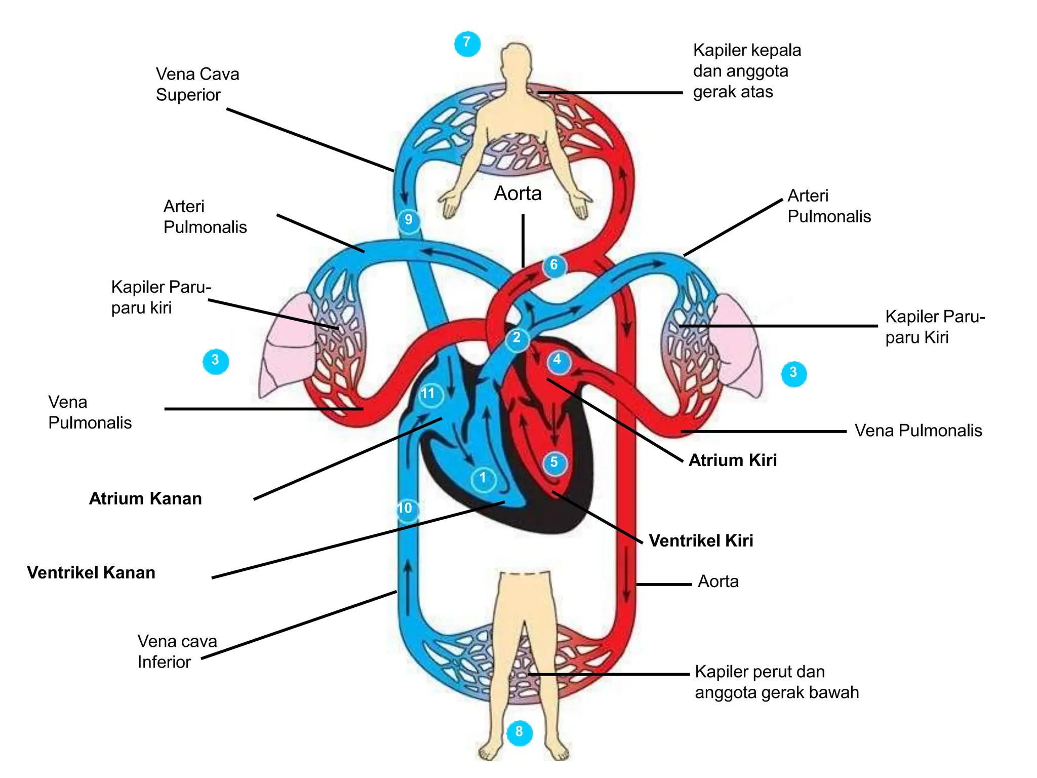 Rara Sistem sirkulasi pada manusia.pptx