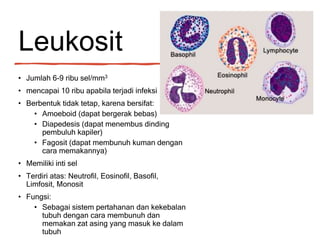 Rara Sistem sirkulasi pada manusia.pptx