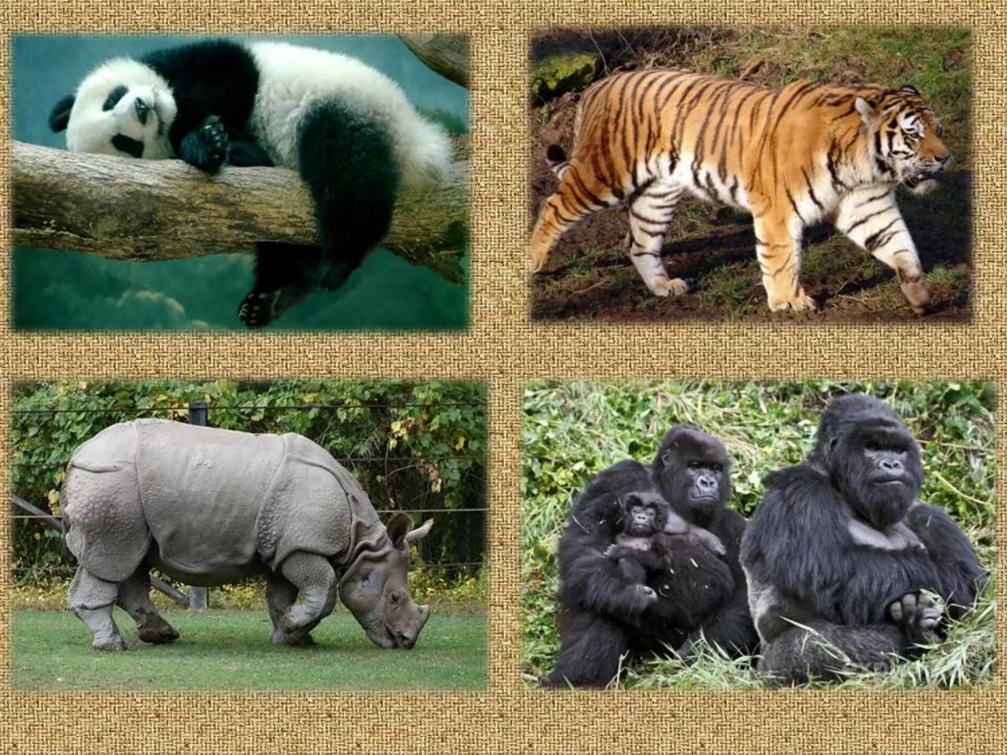 Rare animals | PPTX