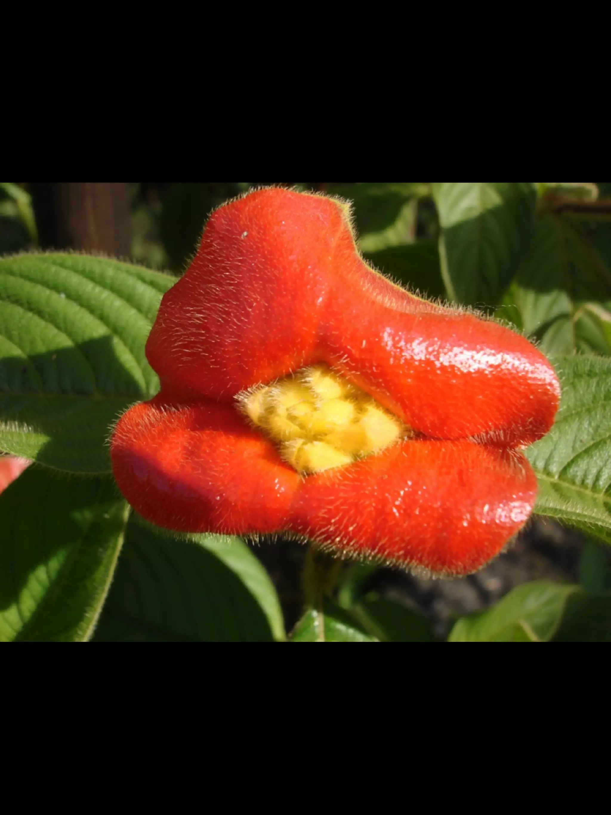 Rare magnificent and stunning flowers | PDF