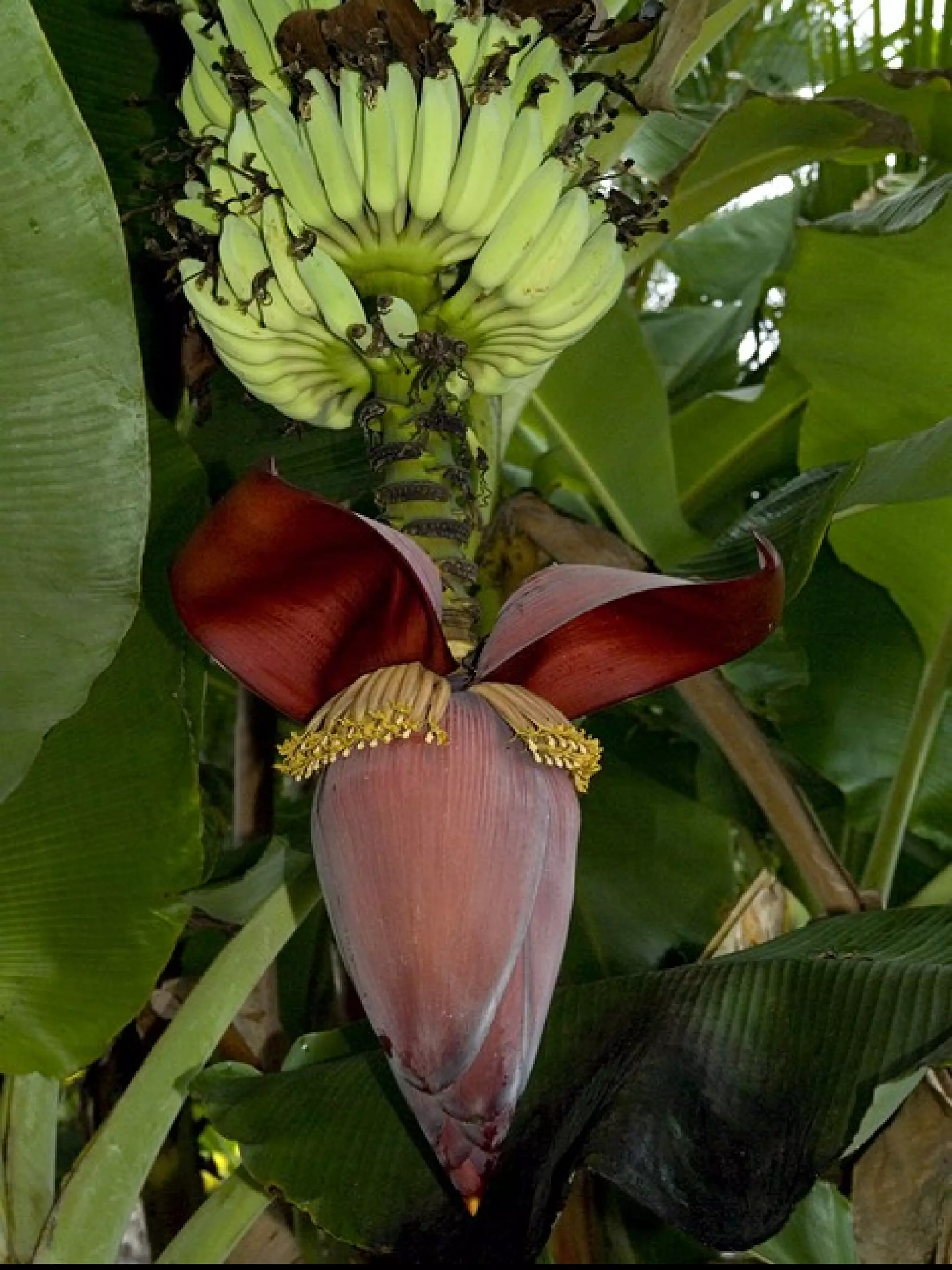 Rare magnificent and stunning flowers1 | PPS