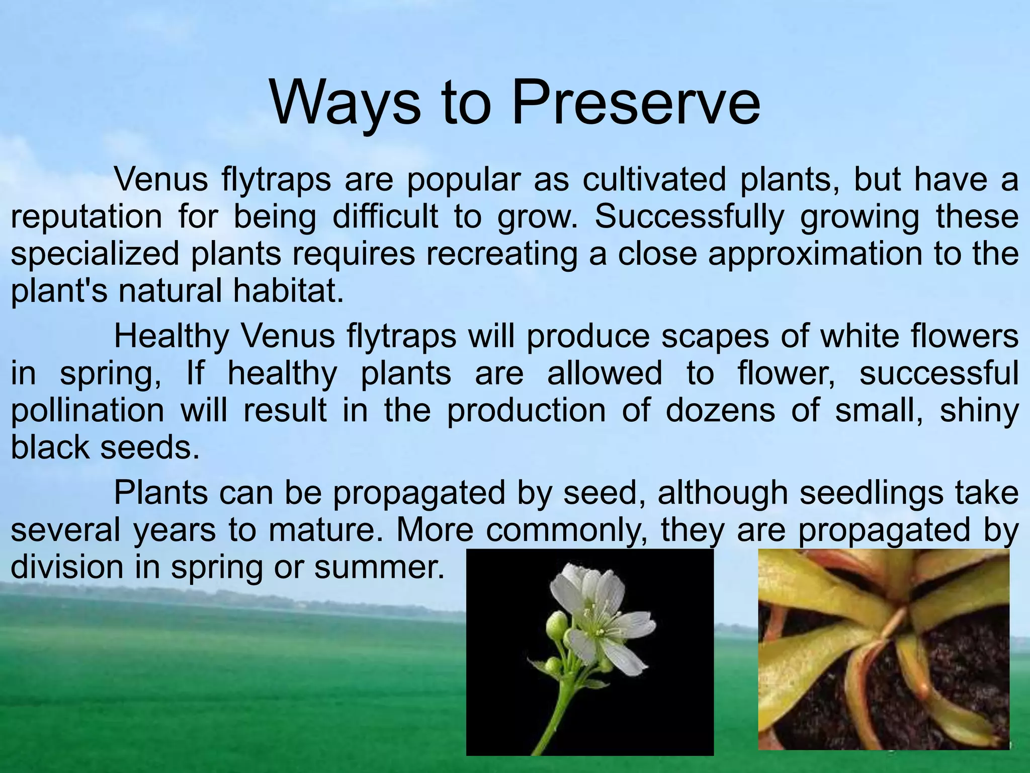 Rare plant copy | PPTX