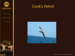 Rare series cook’s petrel | PPTX