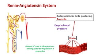 RAS and Drugs acting on Renin angiotensin system.pptx