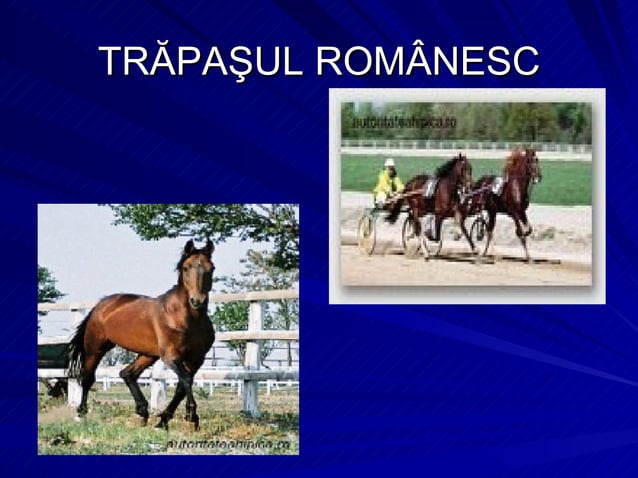 Rase de cai: Rasa trapas romanesc | PPT