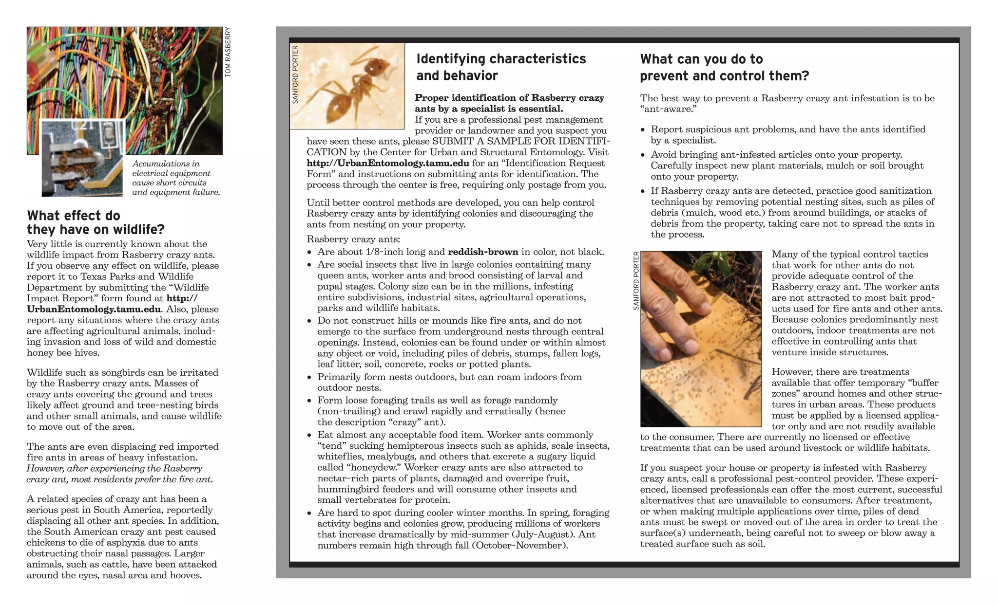 Rasberry Crazy Ants | PDF