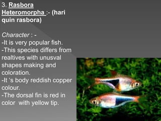 Rasbora | PPT