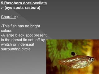 Rasbora | PPT