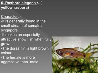 Rasbora | PPT