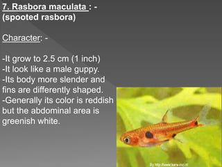 Rasbora | PPT