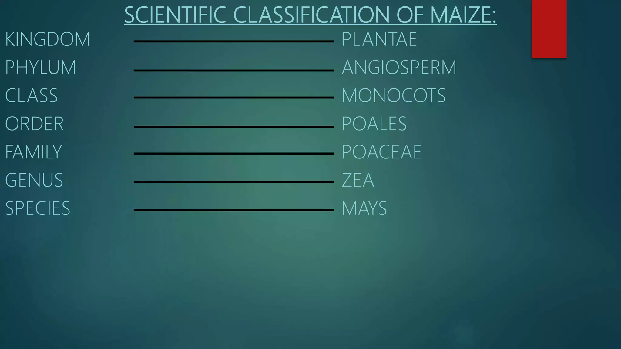 Introduction Of Maize | PPTX