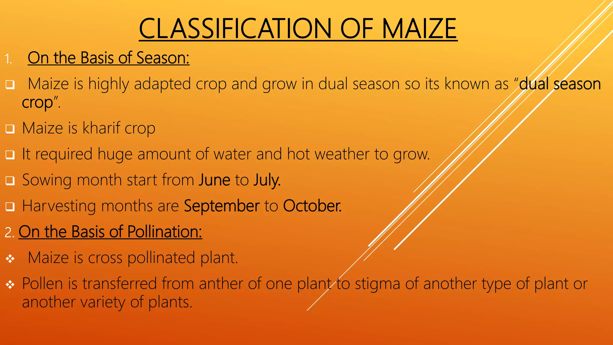 Introduction Of Maize | PPTX